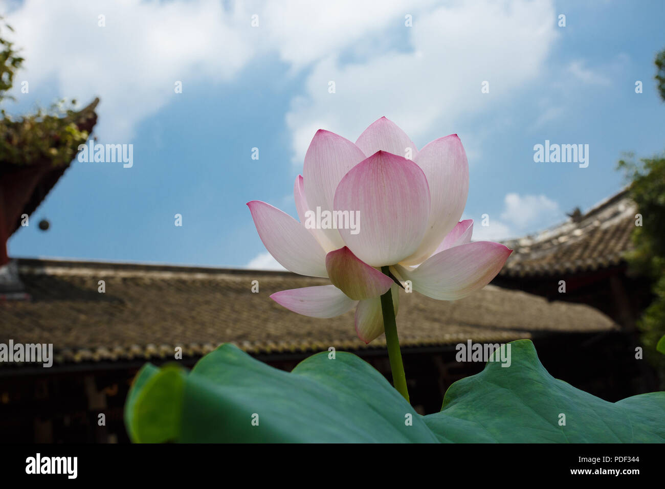 Ancient Chinese architecture and flowers Stock Photo - Alamy