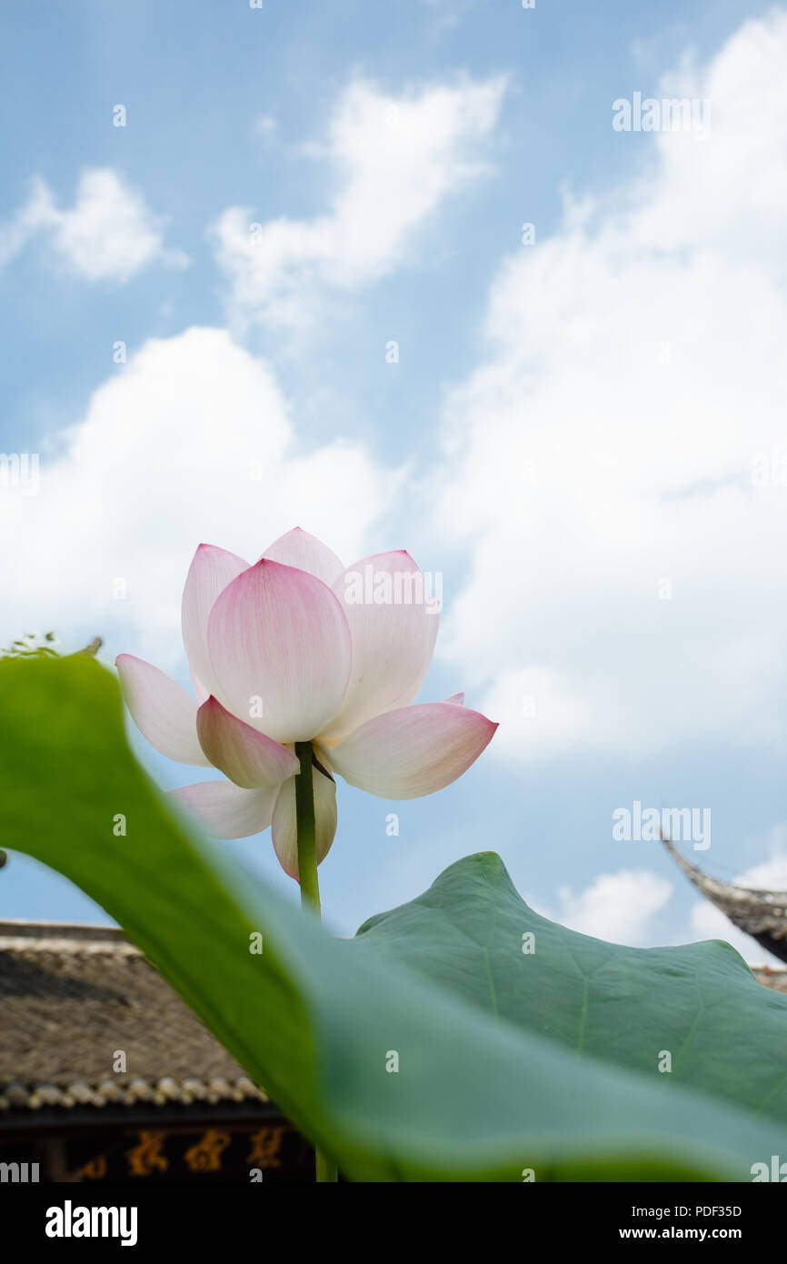 Ancient Chinese architecture and flowers Stock Photo - Alamy