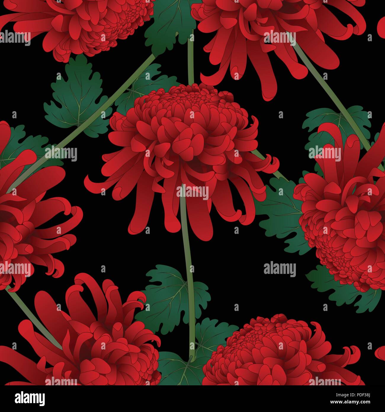 Red Chrysanthemum, Kiku Japanese Flower on Black Background. Vector ...