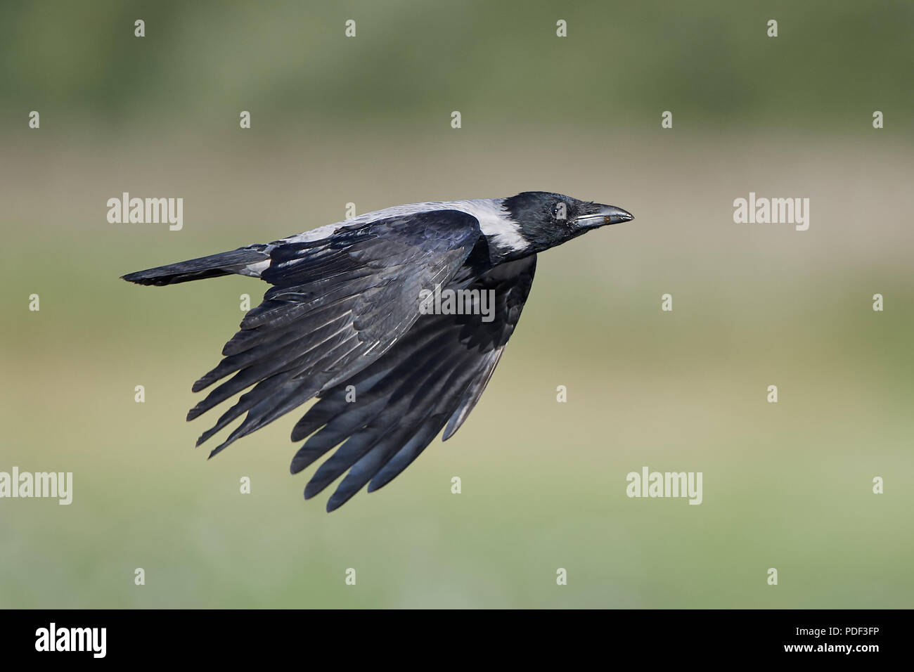 Hooded crow in flight with vegetation in the background Stock Photo - Alamy
