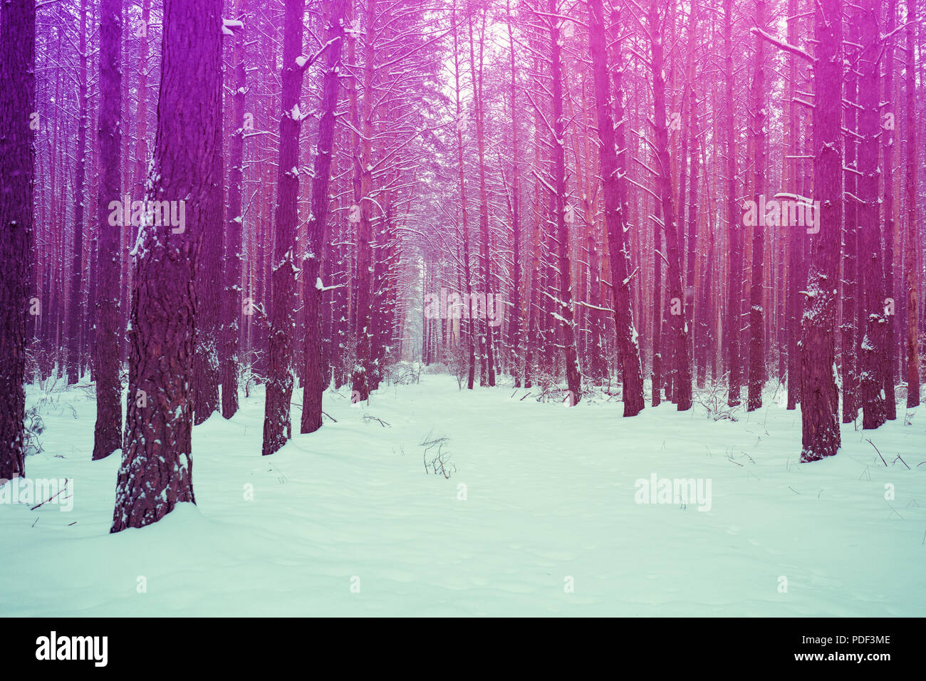Pine snowy forest in winter. Gradient color Stock Photo - Alamy