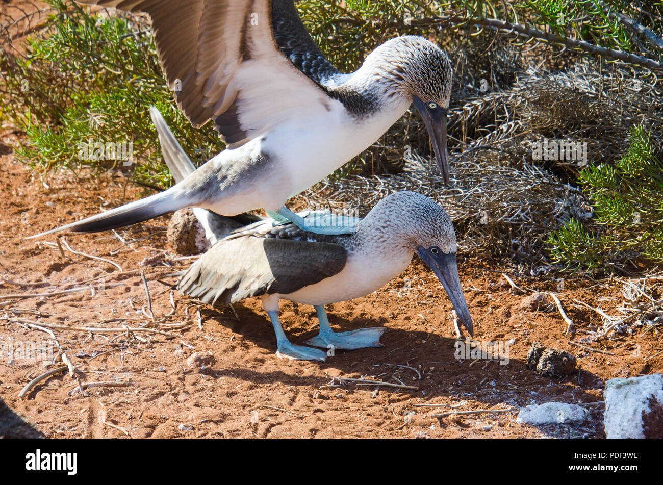 Adult blue footed boobies engage in mating behaviour in Galapagos ...