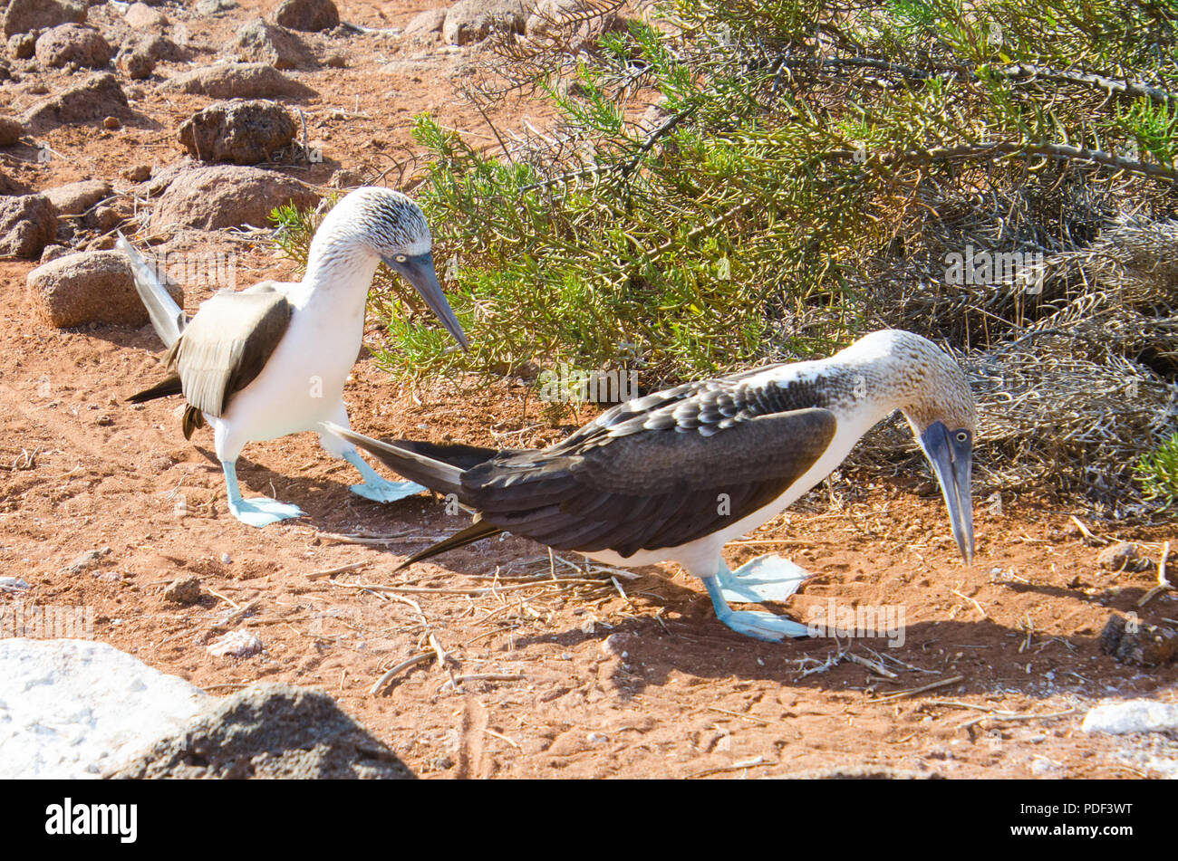 Blue booby mating hi-res stock photography and images - Alamy