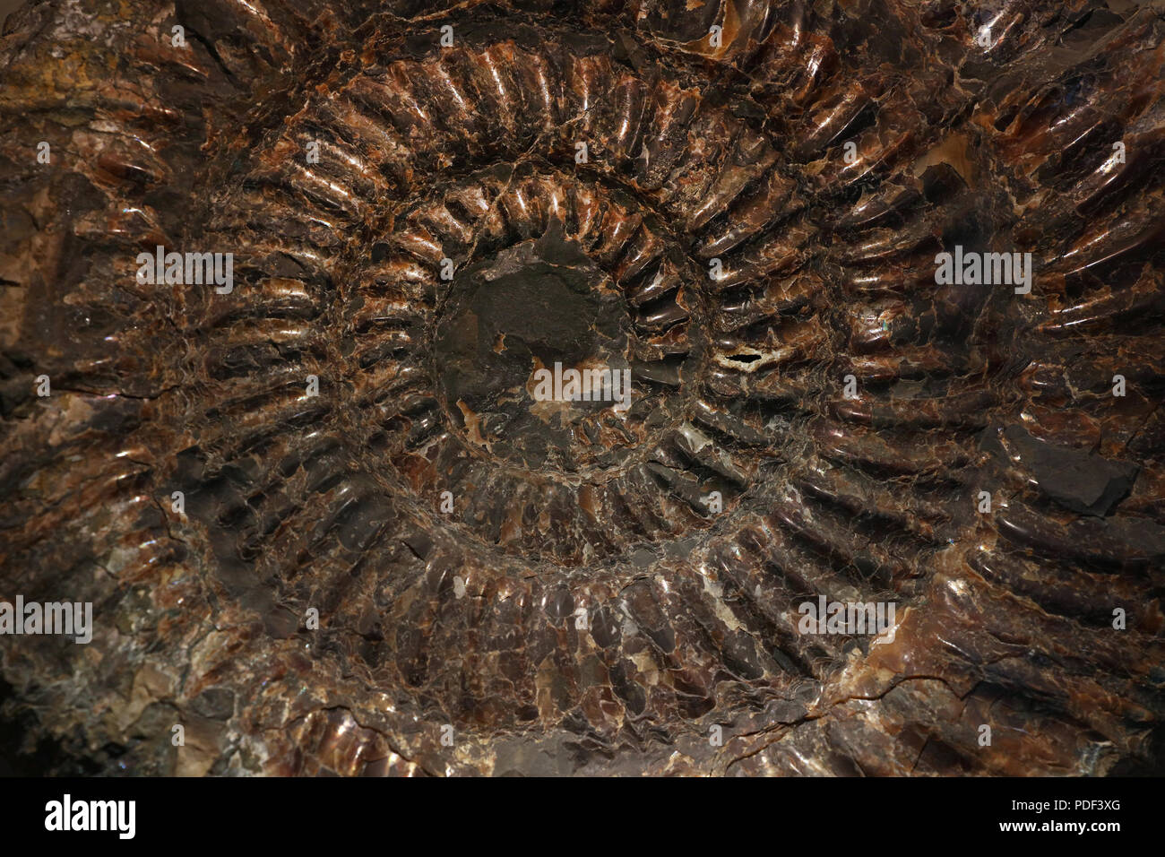 Close up petrified extinct prehistoric ammonite fossil spiral shell ...