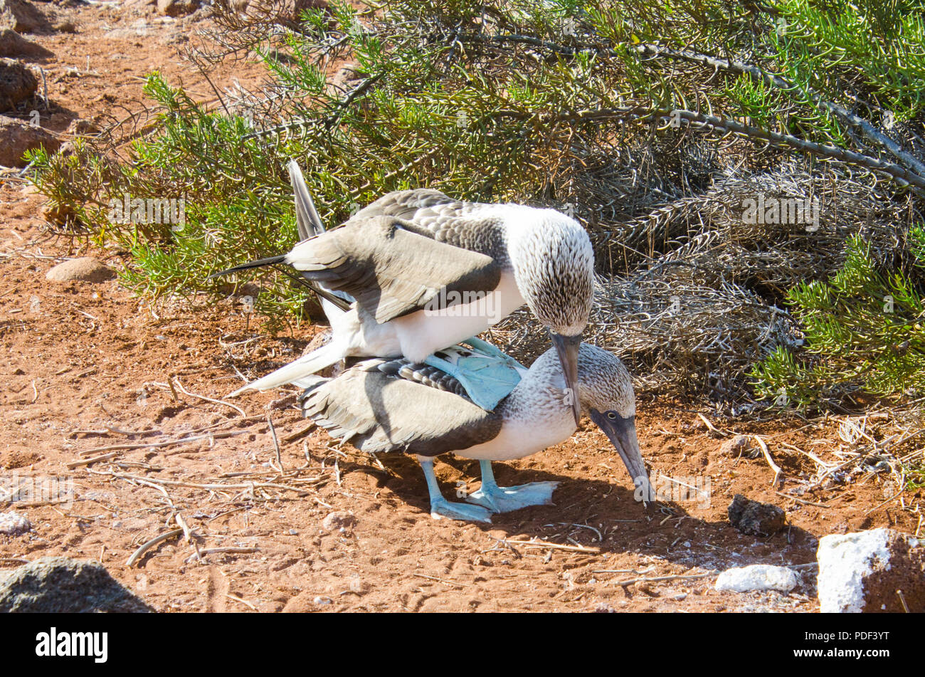 Adult blue footed boobies engage in mating behaviour in Galapagos ...