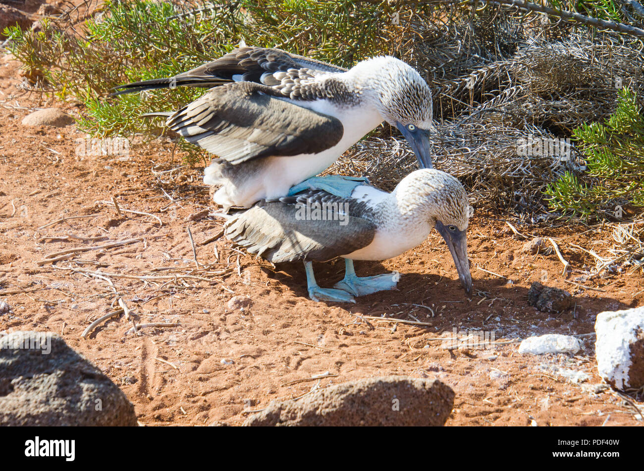 Adult blue footed boobies engage in mating behaviour in Galapagos ...