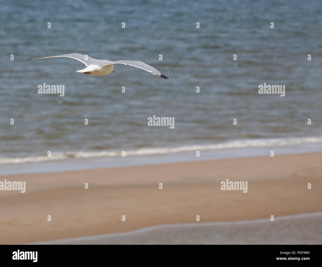 Dutch seagull flying above the coast line Stock Photo - Alamy