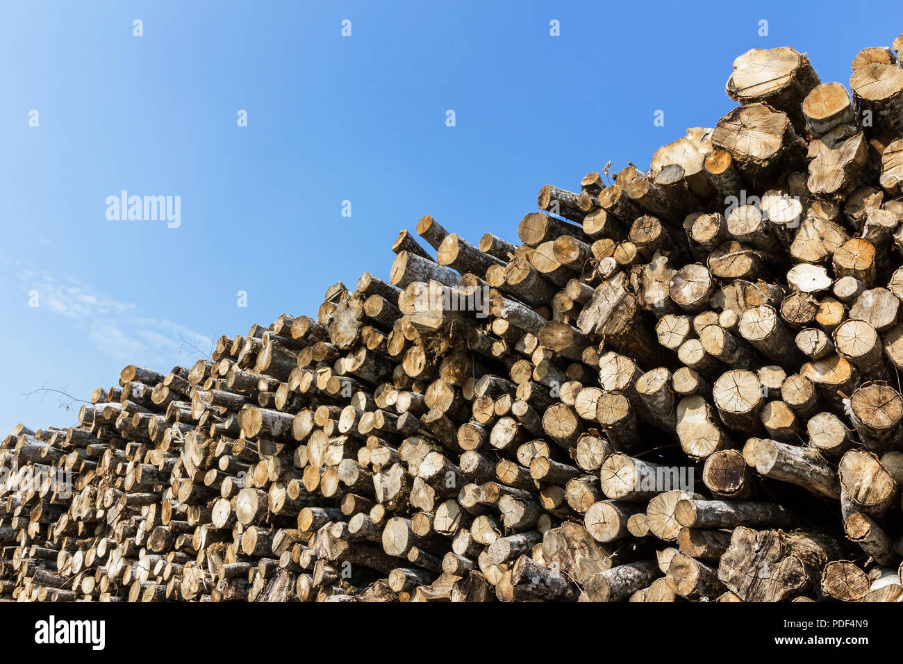 Large quantity of cut and stacked pine timber waiting to be transported ...