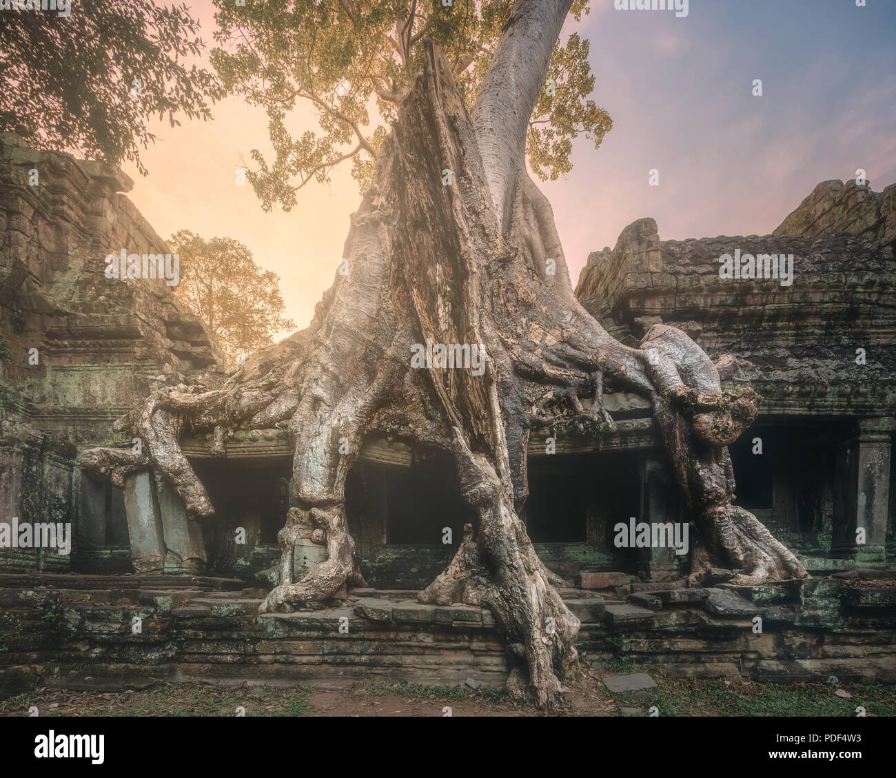 Giant tree of Ta Prohm temple in Angkor Cambodia Stock Photo - Alamy