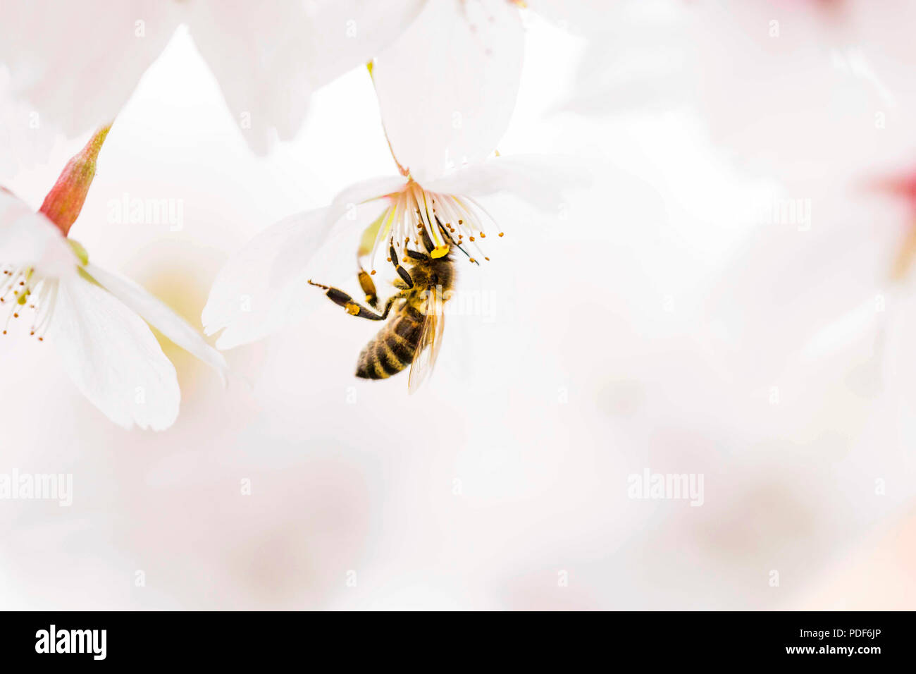 Honigbiene bem Nektar und Pollen Sammeln Stock Photo - Alamy