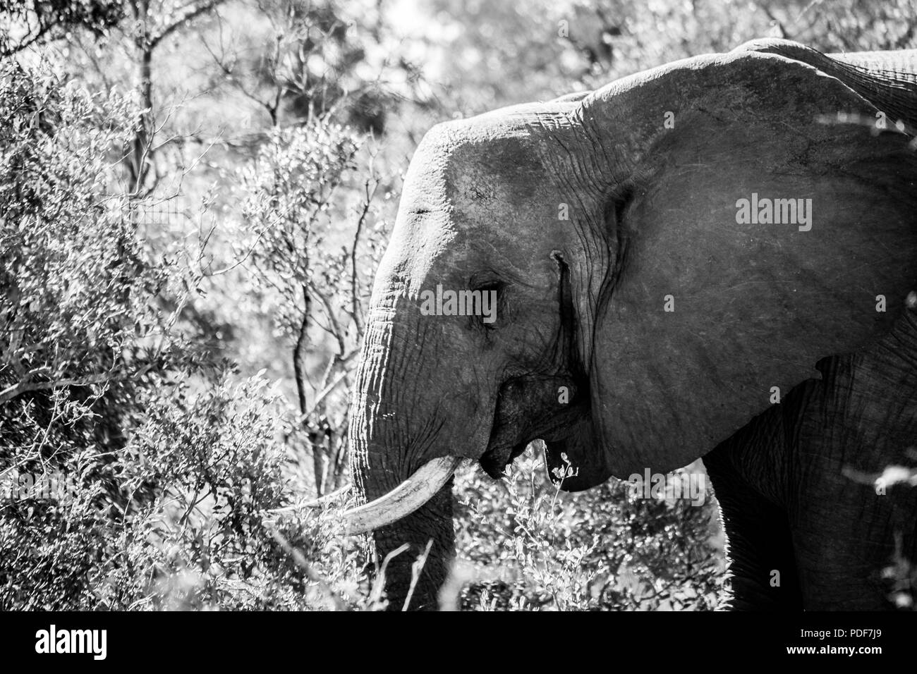 Elephant at Kruger National Park, South Africa Stock Photo - Alamy