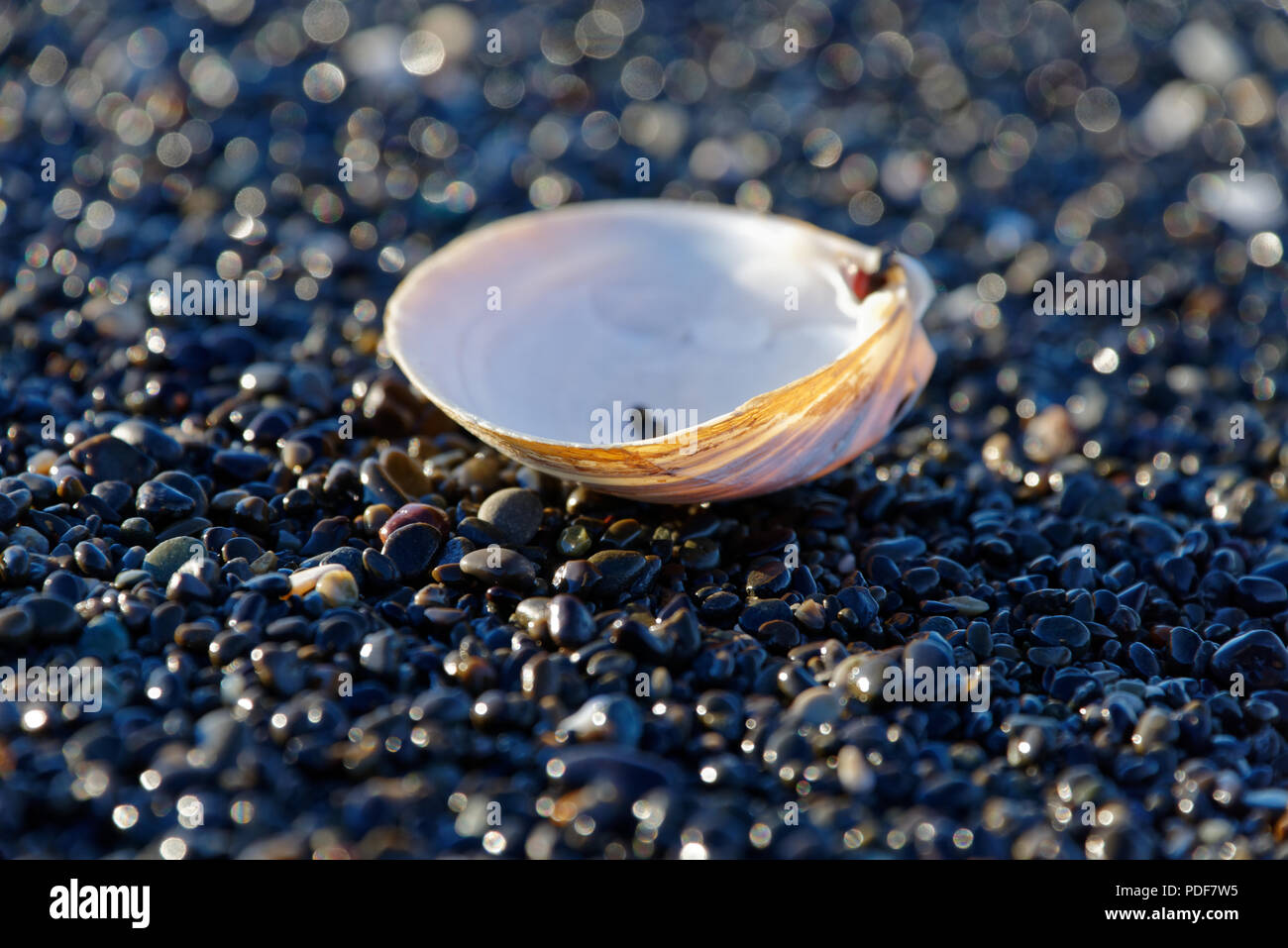 Sea shell on a stony beach with multi coloured stones, a small red ...