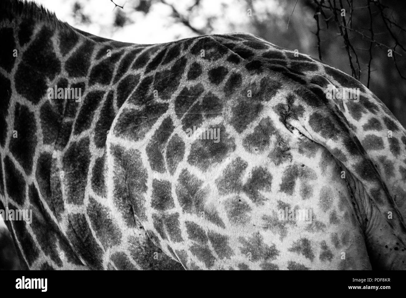 Giraffe tail hi-res stock photography and images - Alamy
