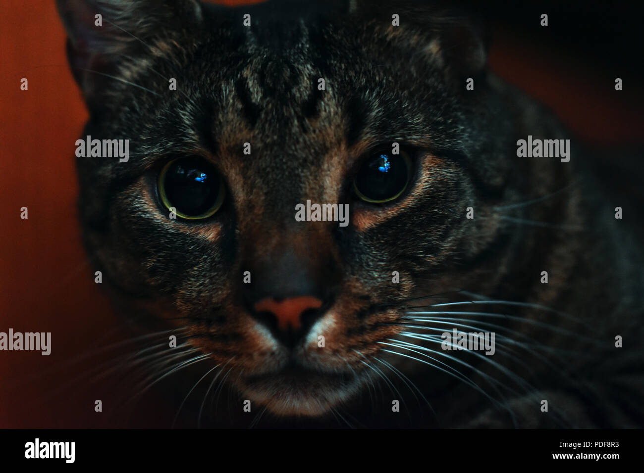 Portrait of a cat. Cat looking at the camera Stock Photo - Alamy