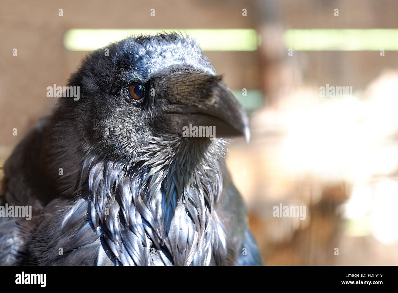 Black bird Raven with its back open sitting on a stone. Blurred ...