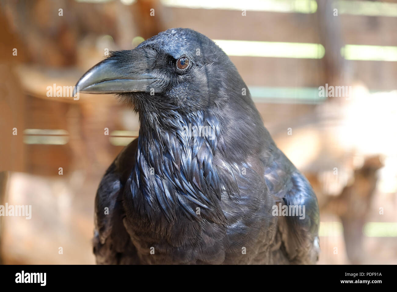 Black bird Raven with its back open sitting on a stone. Blurred ...