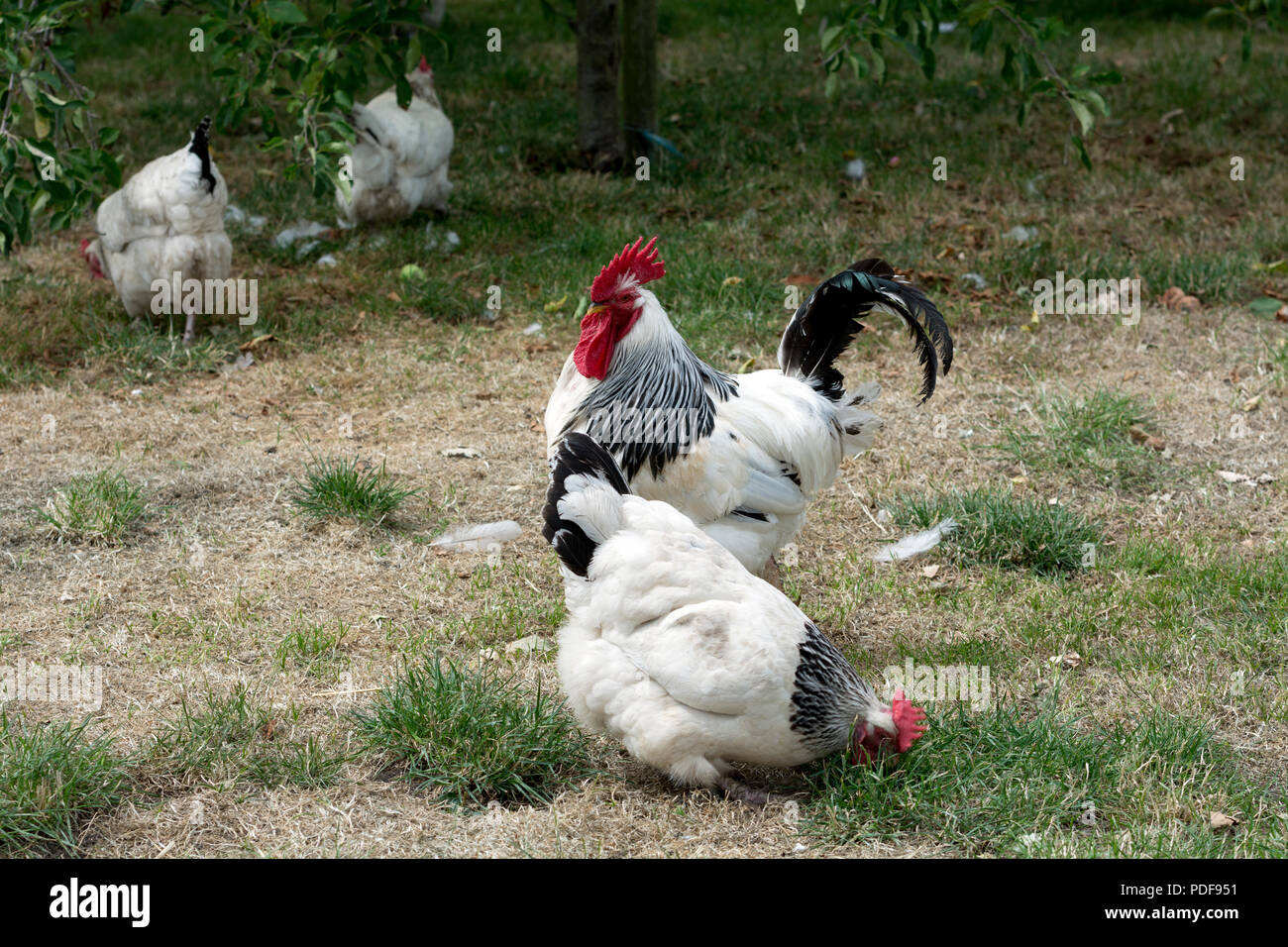 Light sussex chickens hi-res stock photography and images - Alamy