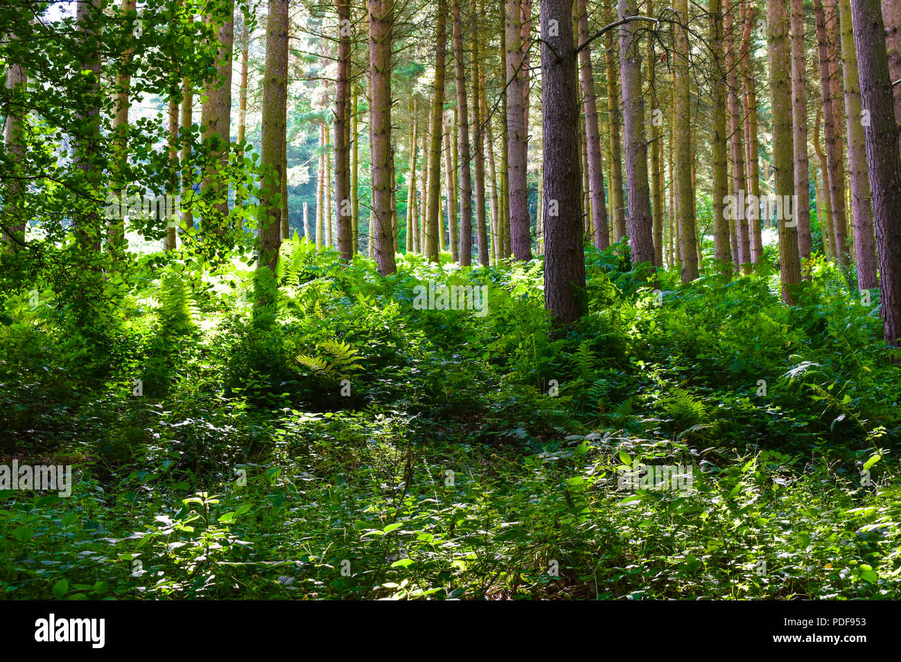 Exploring the forest Stock Photo - Alamy