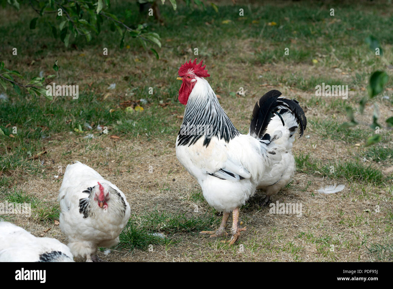 Light Sussex chickens, Old Rectory Farm, Sheldon Country Park ...