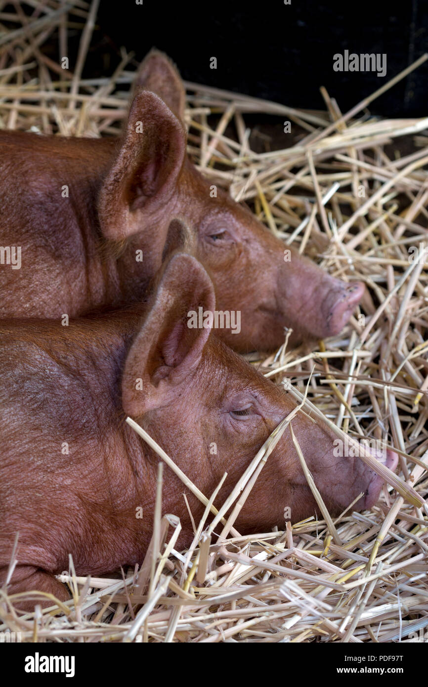 Tamworth pigs sleeping, Old Rectory Farm, Sheldon Country Park ...