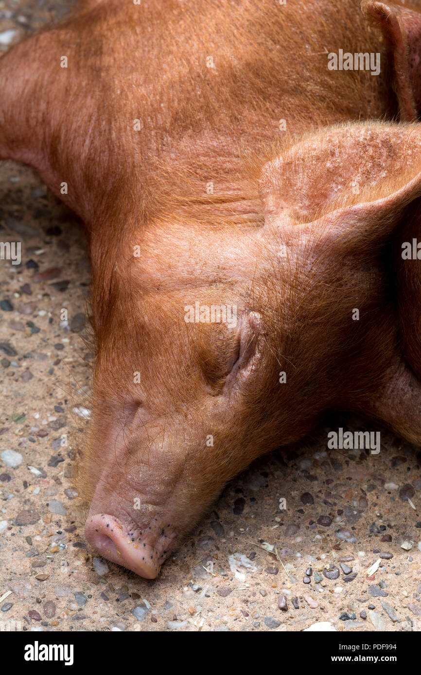Tamworth pig asleep, Old Rectory Farm, Sheldon Country Park, Birmingham ...