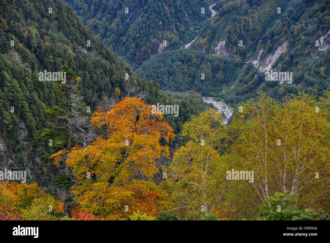 Mountain scenery at autumn in Tateyama Kurobe Alpine Route, Japan Stock ...