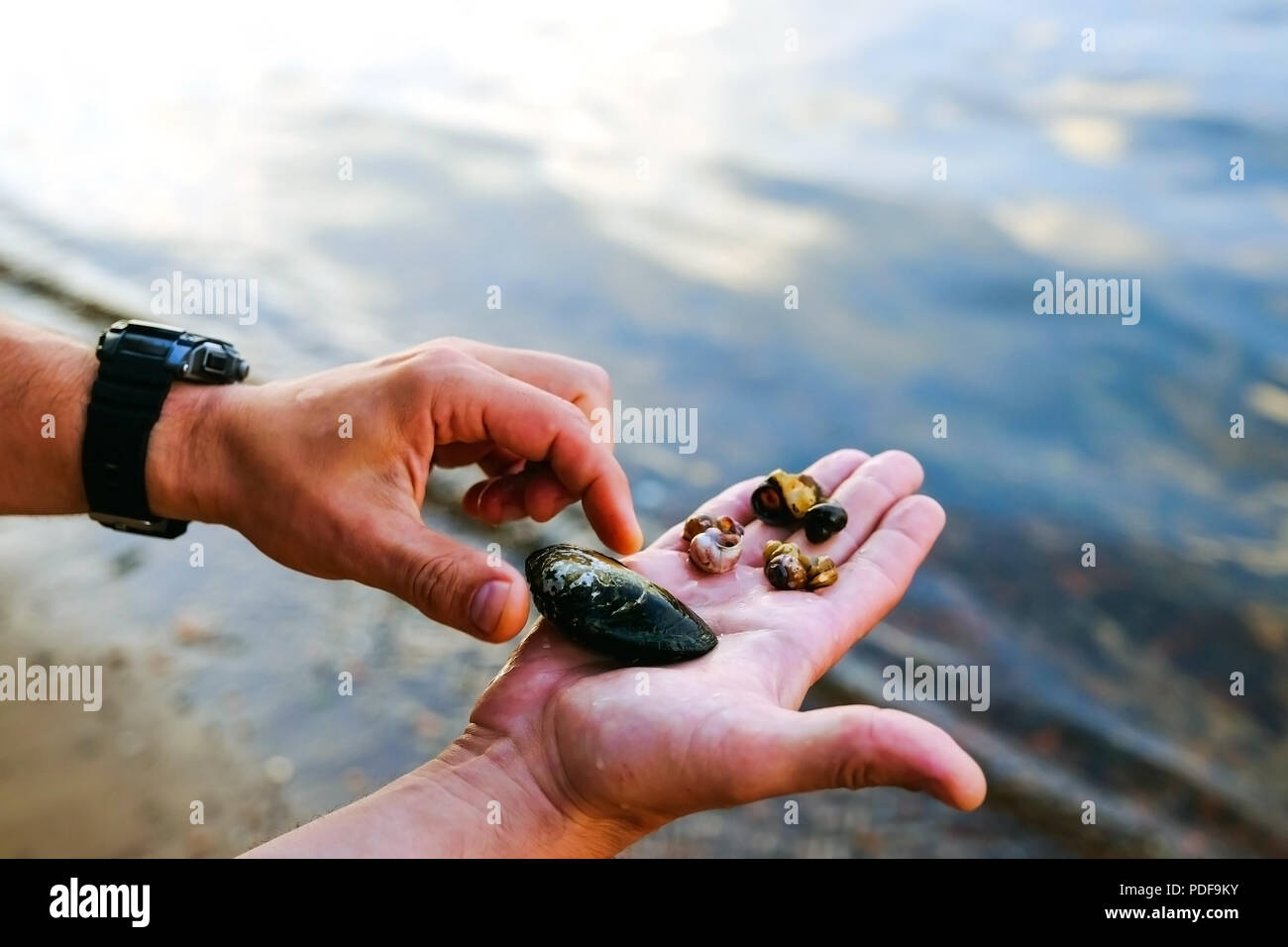 Small shells on the palm of the beach and ocean Stock Photo - Alamy