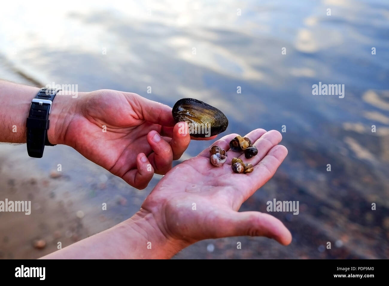 White bubble shells hi-res stock photography and images - Alamy