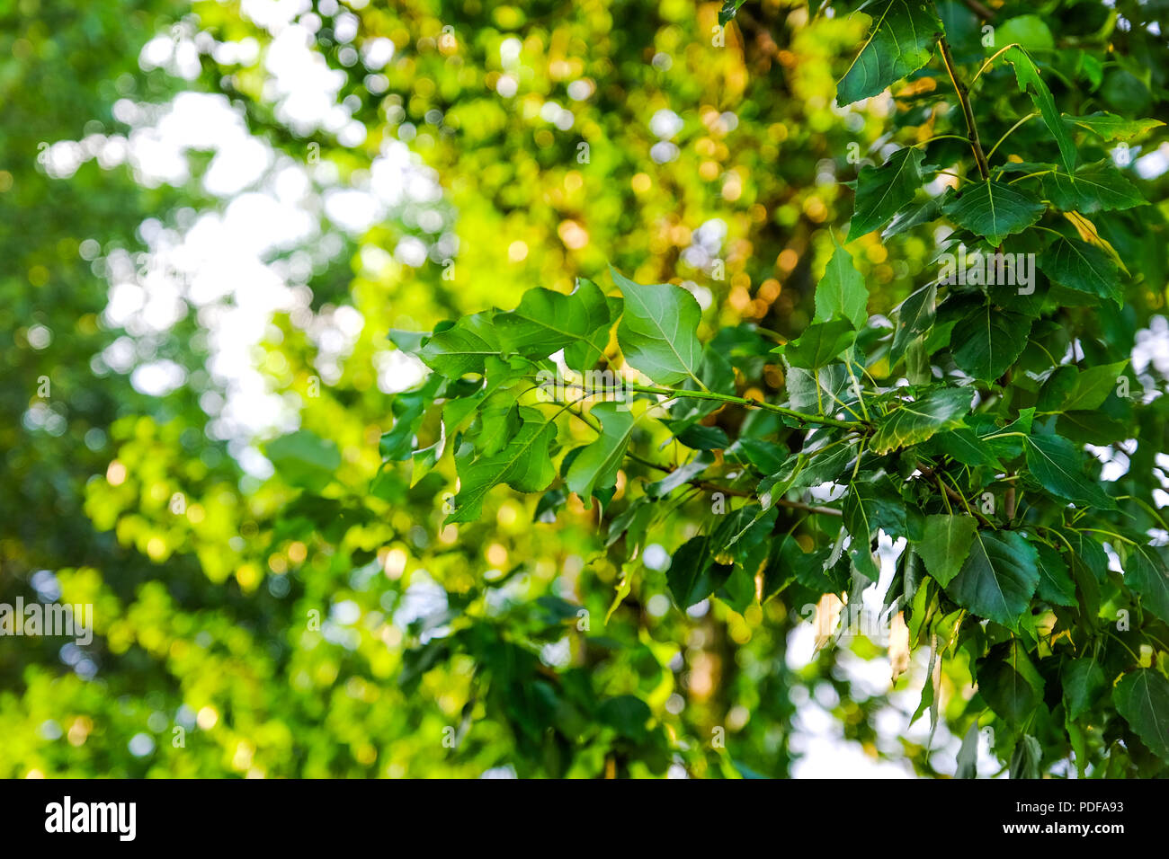A branch of a young tree, green leaves. Swaying in the wind. Summer ...