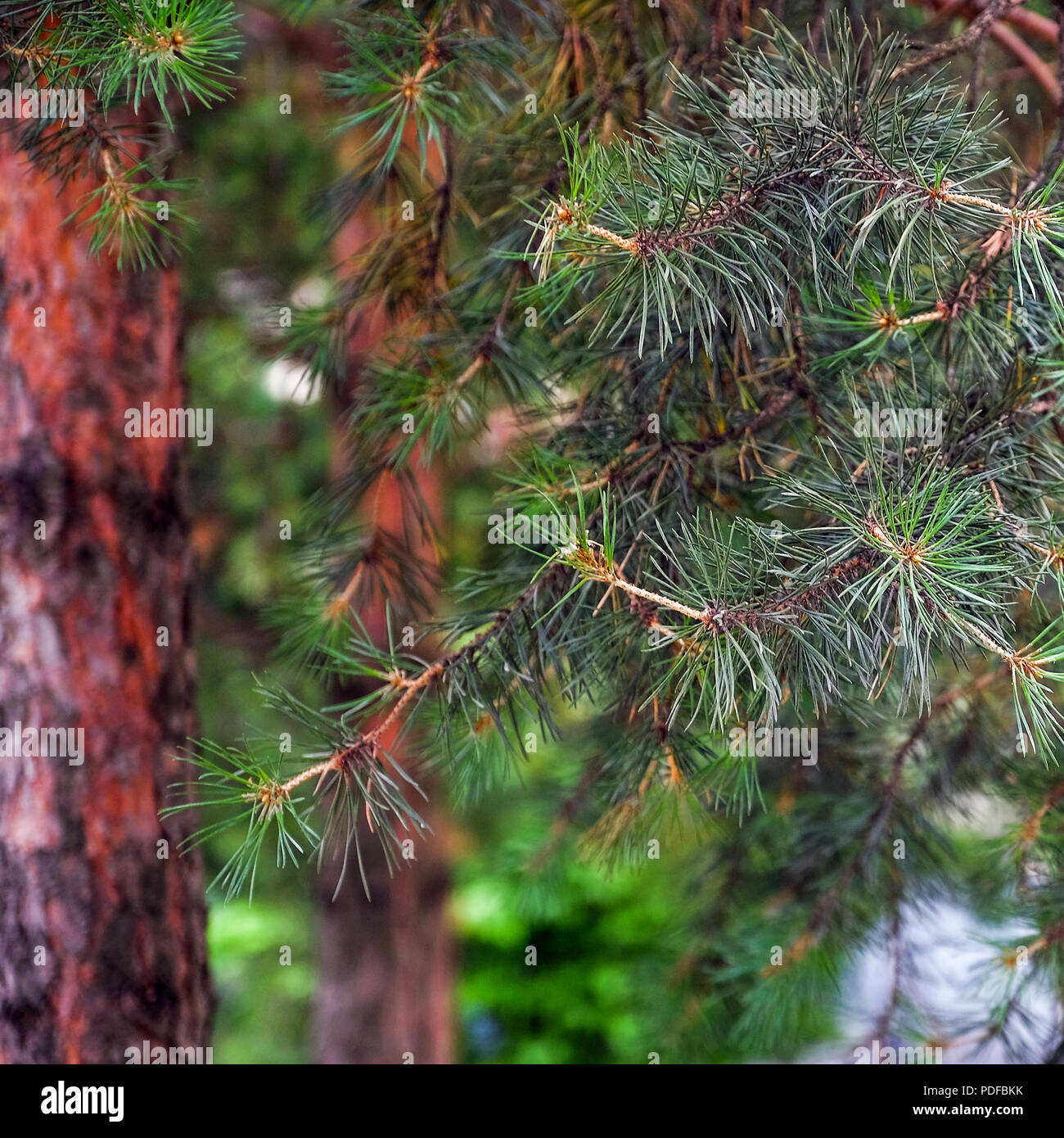 Pine tree and pine cone. Pine branches blurred background. Bokeh Stock ...