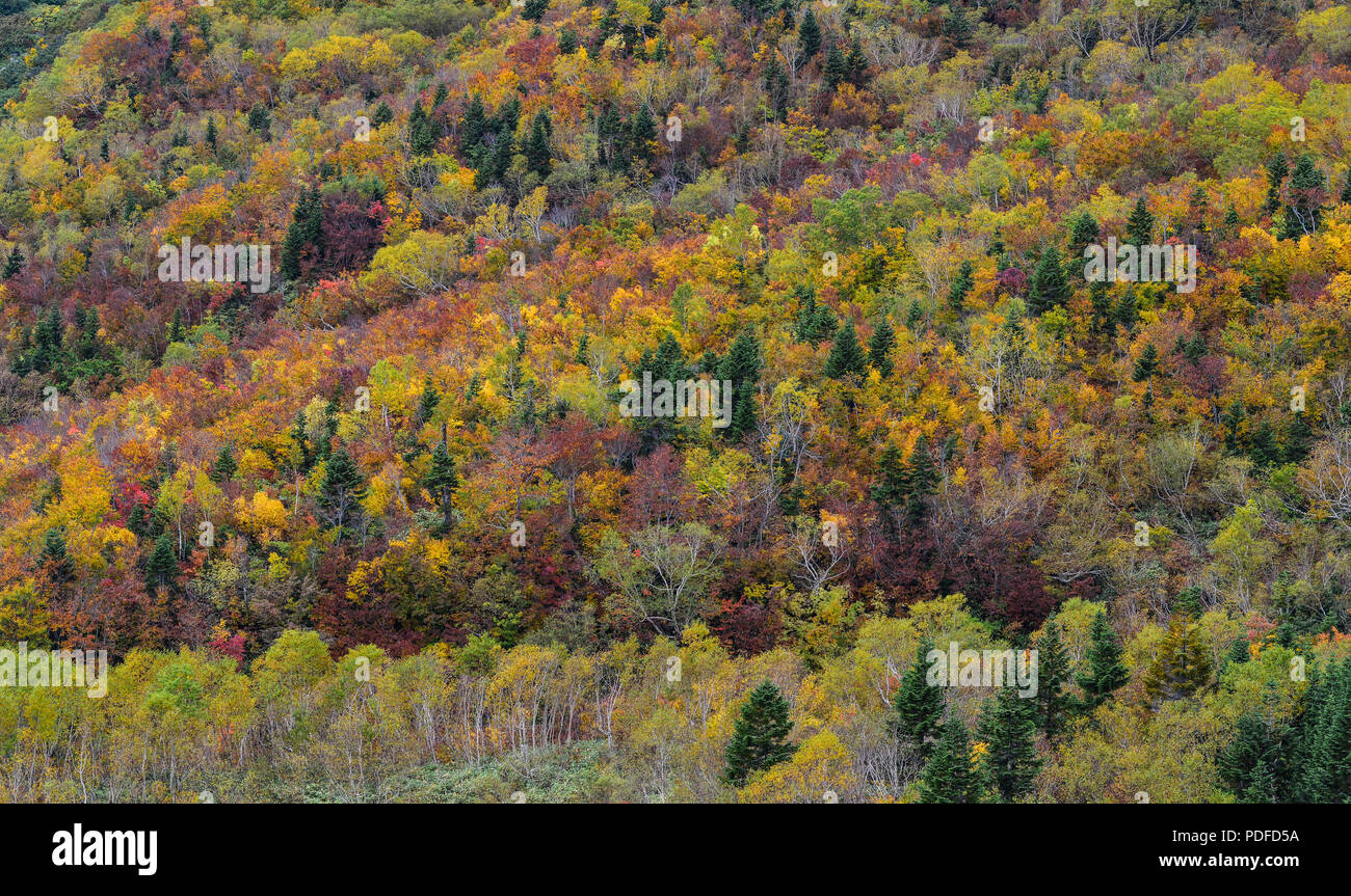 Mountain scenery at autumn in Tateyama Kurobe Alpine Route, Japan Stock ...