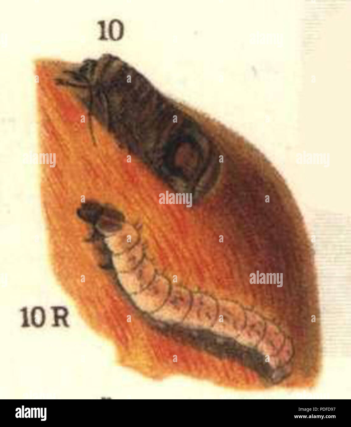 107 Cydia pomonella ugglan Stock Photo - Alamy