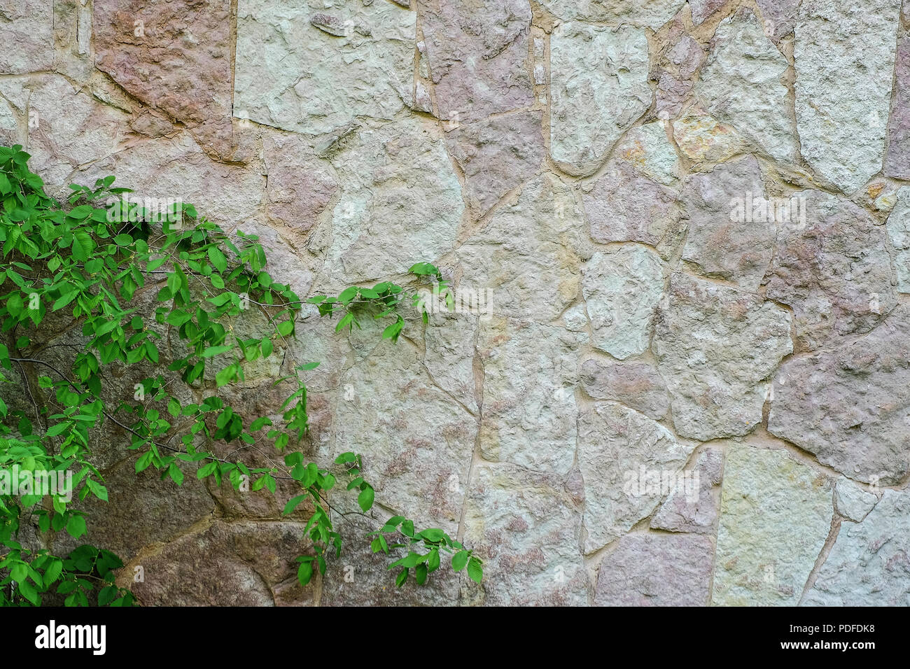 The texture of the masonry stone walls, green Bush near the wall Stock ...