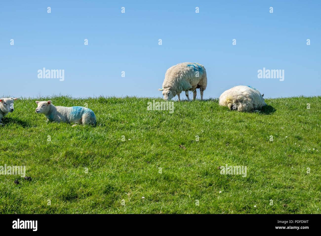 Short sheep hi-res stock photography and images - Alamy