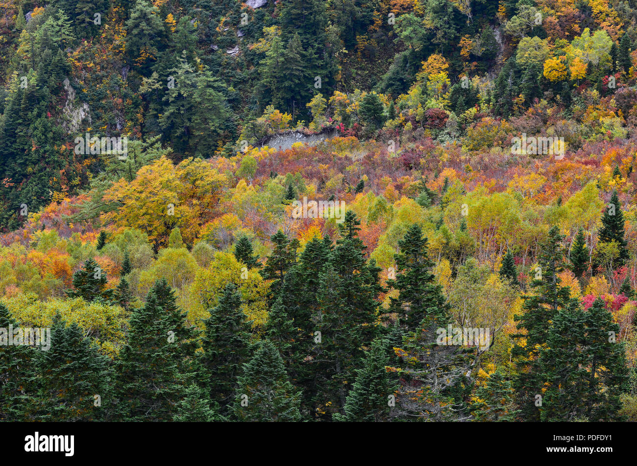 Mountain scenery at autumn in Tateyama Kurobe Alpine Route, Japan Stock ...