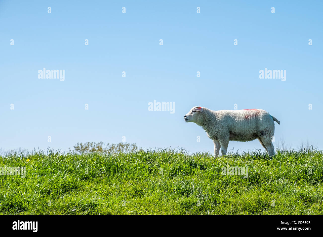 Dyke sheep hi-res stock photography and images - Alamy Dyke sheep hi-res stock photography and images - Alamy