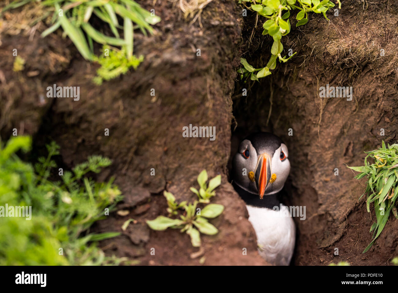 Puffin Burrow High Resolution Stock Photography and Images - Alamy