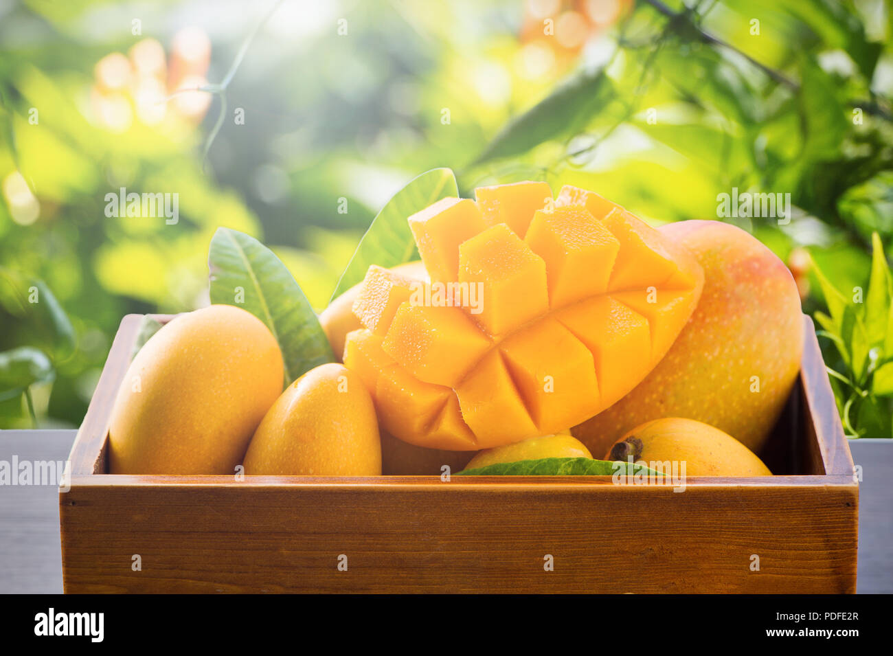 Fresh and beautiful mango fruit in a bamboo basket on nature ...