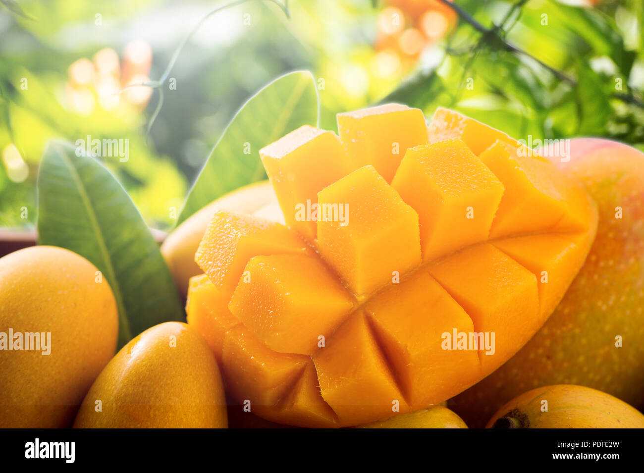 Fresh and beautiful mango fruit in a bamboo basket on nature ...