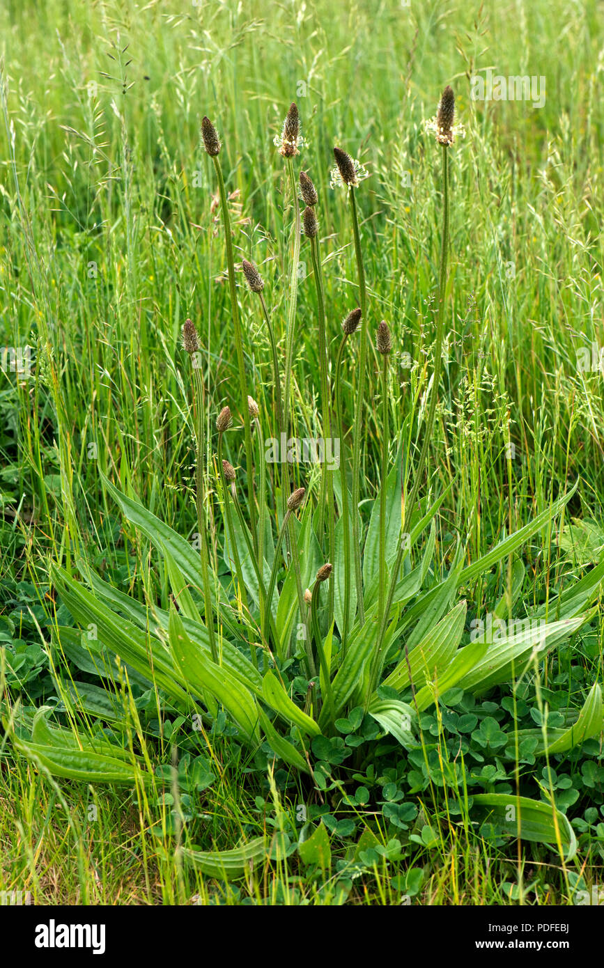 Ribwort or narrowleaf plantain, Plantago lanceolata, flowering plant on ...