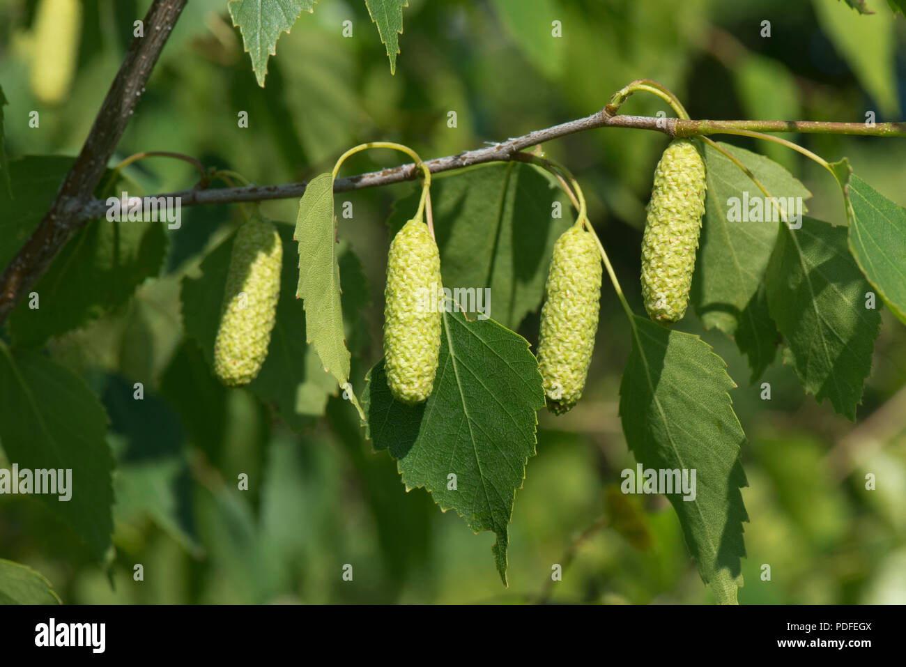 Betula hi-res stock photography and images - Alamy