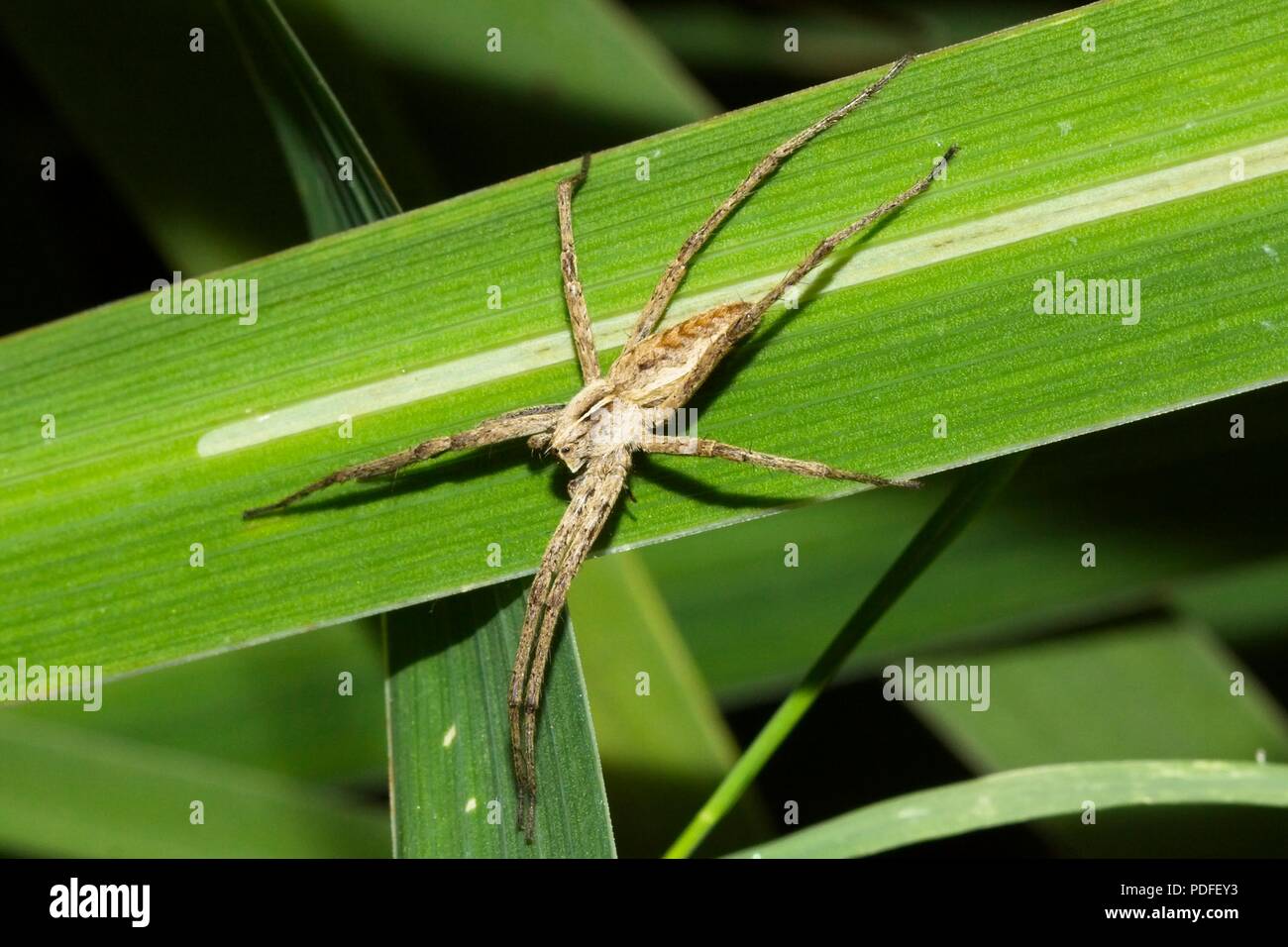 Nursery web spider (Pisaura mirabilis Stock Photo - Alamy