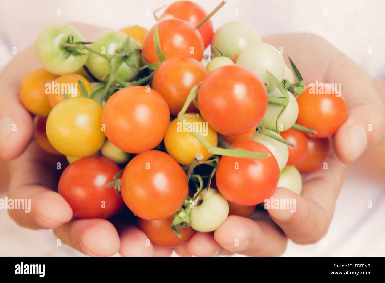 Hands holding tomatoes hi-res stock photography and images - Alamy