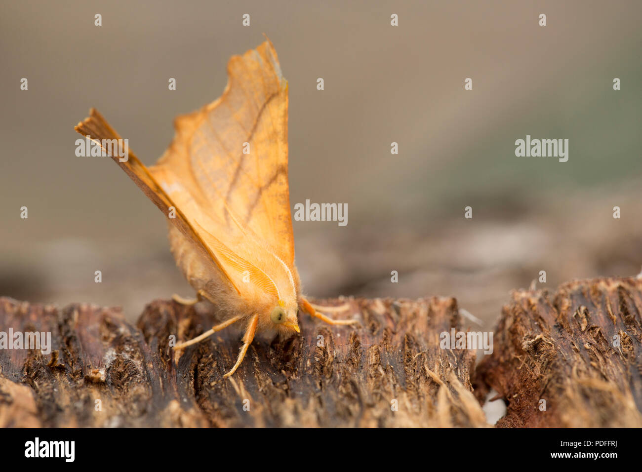 A dusky thorn moth, Ennomos fuscantaria, that was caught in a mercury ...