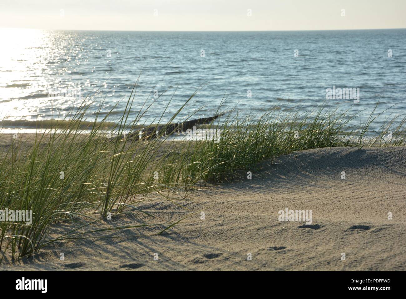 Sandy beach with marsh grass and wooden stages on the North Sea at ...
