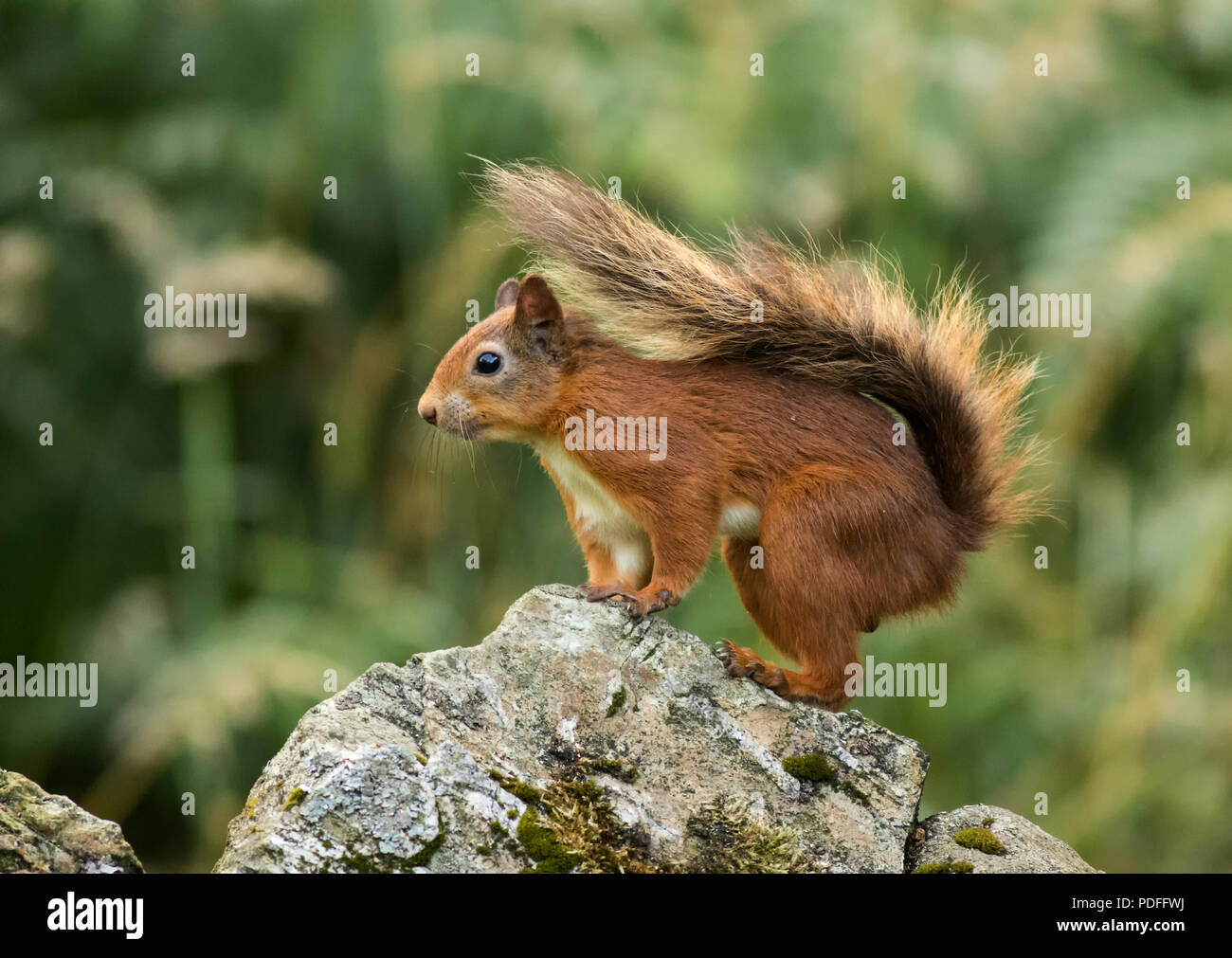 Squirrel mammal wildlife hi-res stock photography and images - Alamy