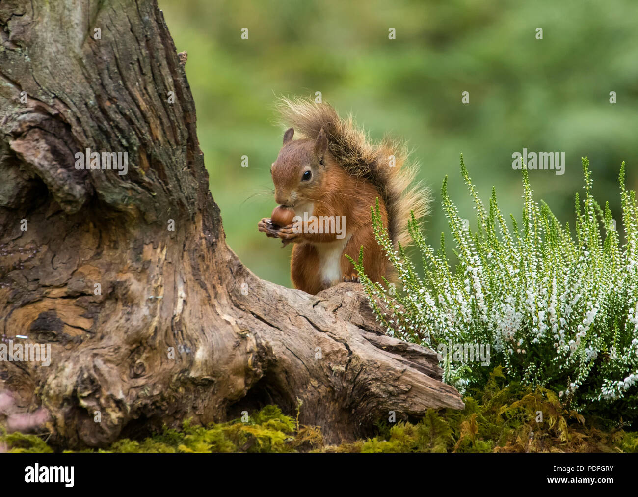 Red squirel hi-res stock photography and images - Alamy