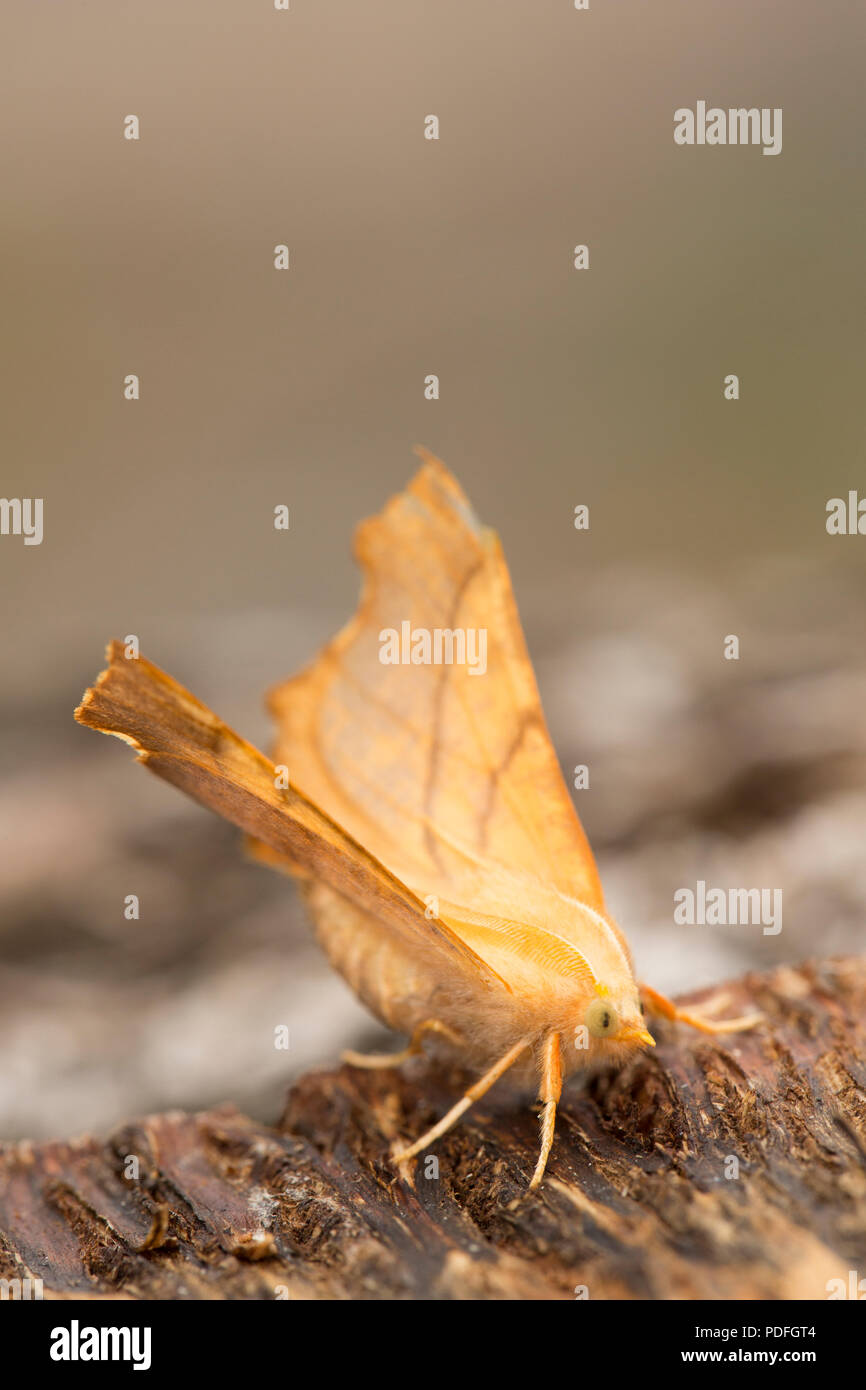 A dusky thorn moth, Ennomos fuscantaria, that was caught in a mercury ...