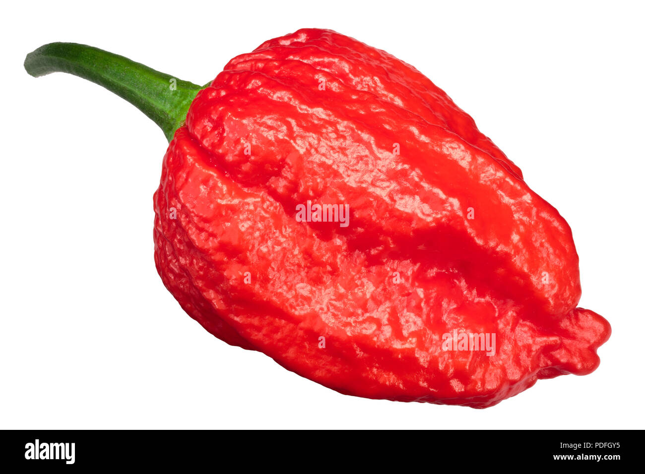 Dorset Naga or Naga Morich pepper (Capsicum annuum), top view Stock ...