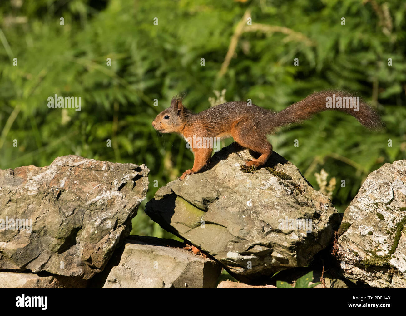 Squirrel mammal wildlife hi-res stock photography and images - Alamy